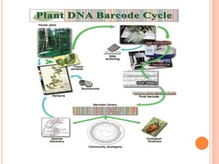 DNA Barcoding Ph.D Agriculture | PPT