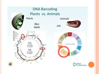 DNA Barcoding Ph.D Agriculture | PPT
