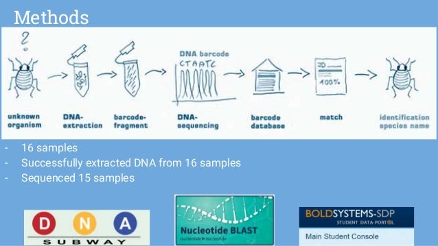 DNA barcoding presentation Group 3