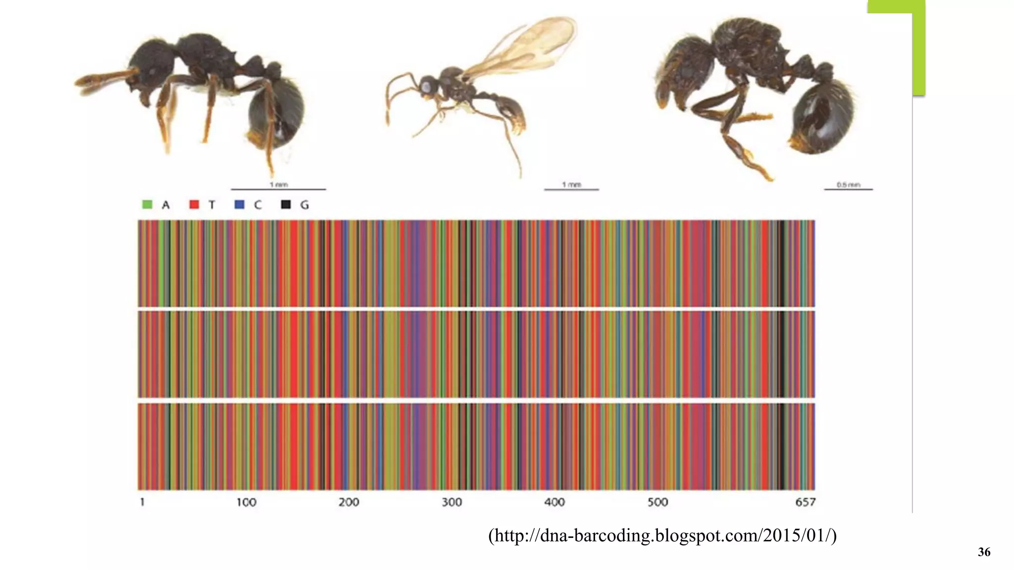 DNA barcoding techniques in insect diagnosis ppt | PDF