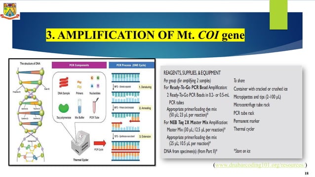 DNA barcoding techniques in insect diagnosis ppt | PDF | Biological ...