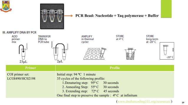 DNA barcoding techniques in insect diagnosis ppt | PDF | Biological ...