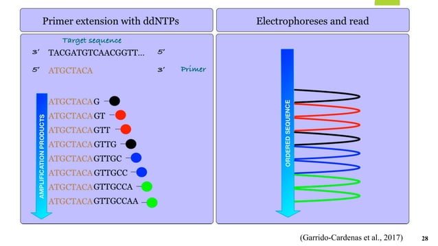 DNA barcoding techniques in insect diagnosis ppt | PDF | Biological ...