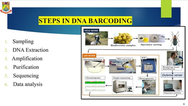 DNA barcoding techniques in insect diagnosis ppt | PDF | Biological Sciences | Science