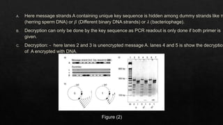 DNA based Cryptography (201901080).pptx