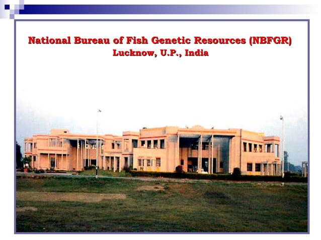 Dna based tools in fish identification | PPT