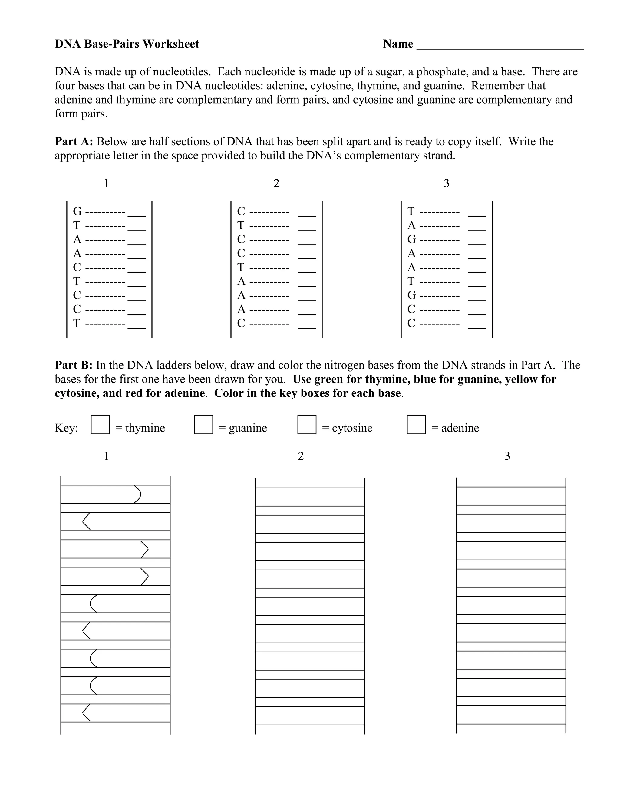 Dna base pairs ws | DOCX