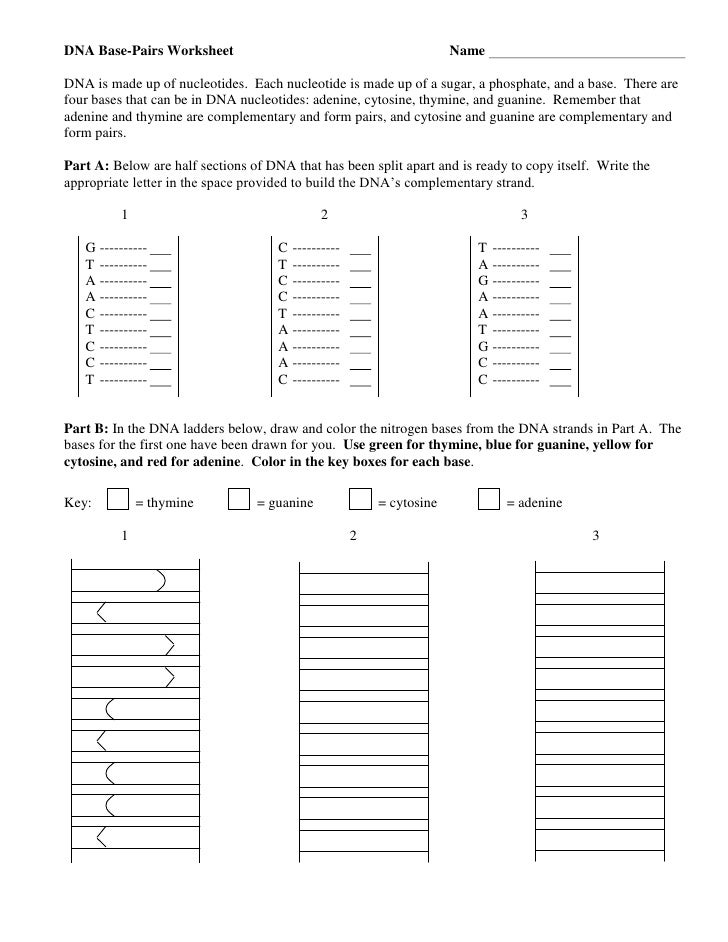 Diagram Blank Dna Diagram Matching Base Pairs Mydiagramonline