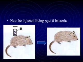 DNA Experiments - DNA as Genetic Material | PPT