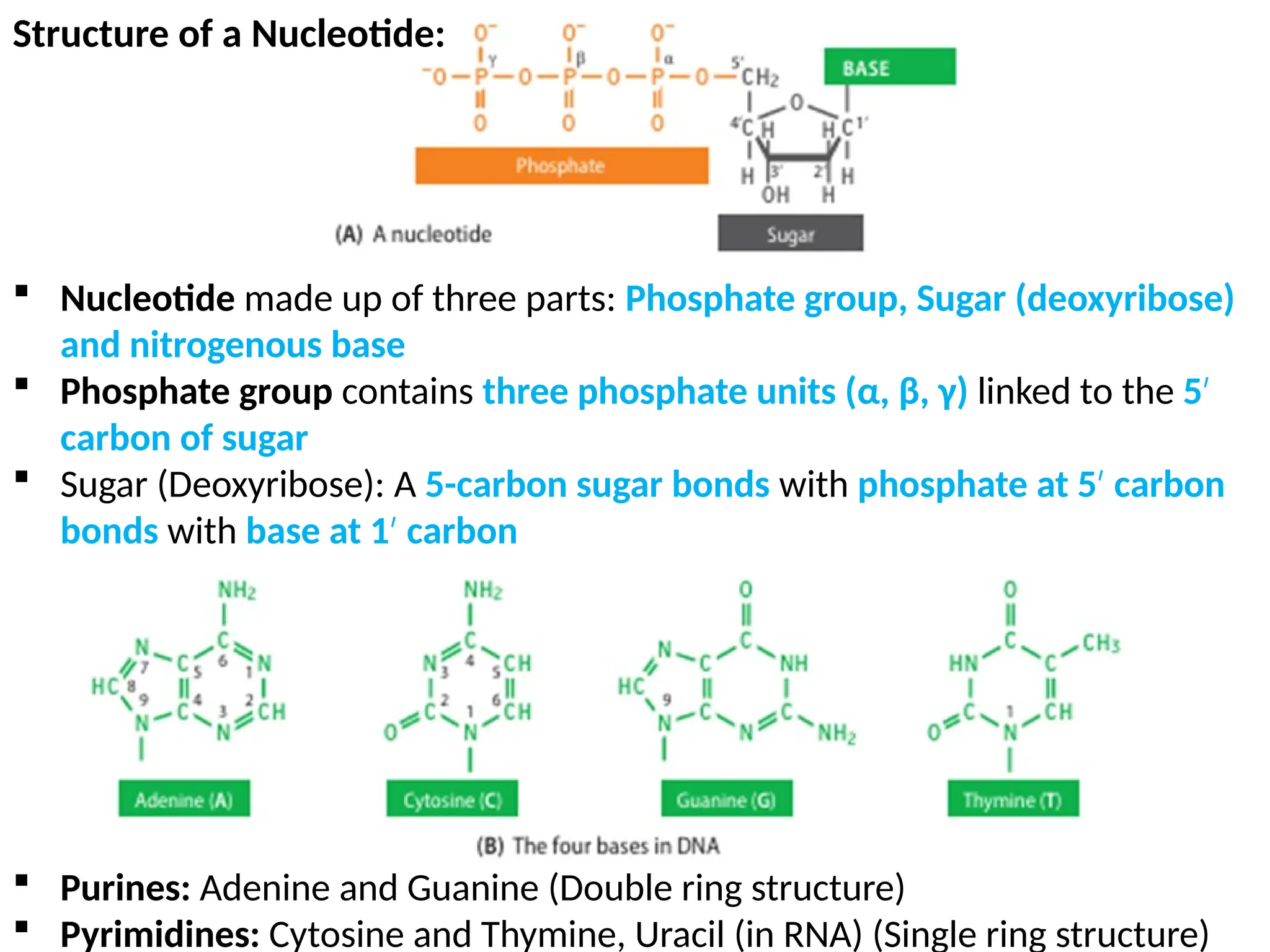 DNA basics-Introduction to DNA structureptx | PPTX