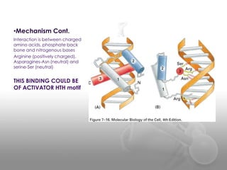 DNA binding Domains | PPTX