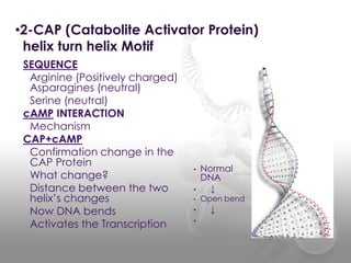 DNA binding Domains | PPTX
