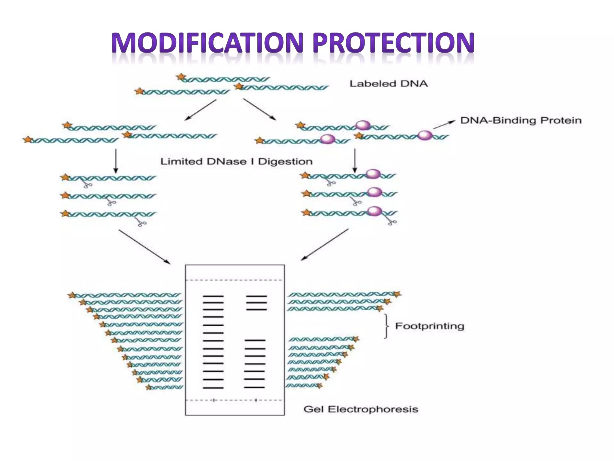 Dna binding protein(motif) | PPTX
