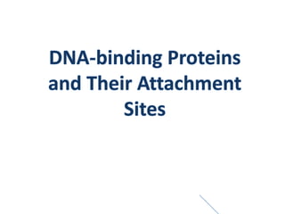 Dna binding protein(motif) | PPTX