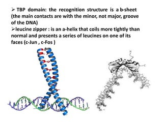 Dna binding protein(motif) | PPTX