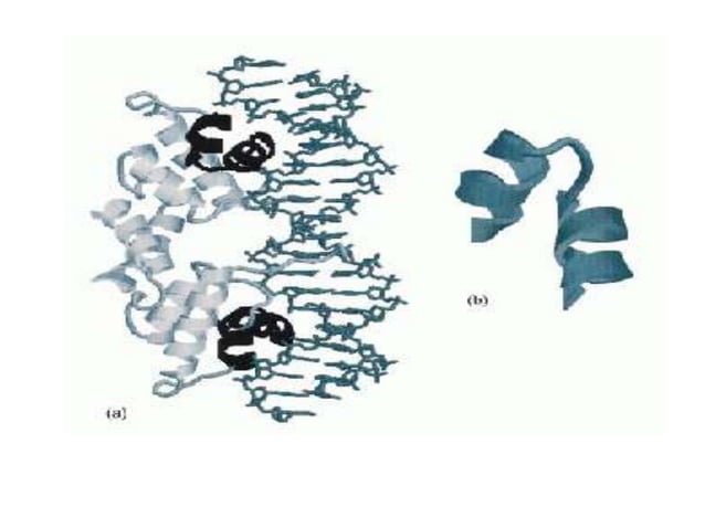 Dna binding protein(motif) | PPTX | Chemistry | Science