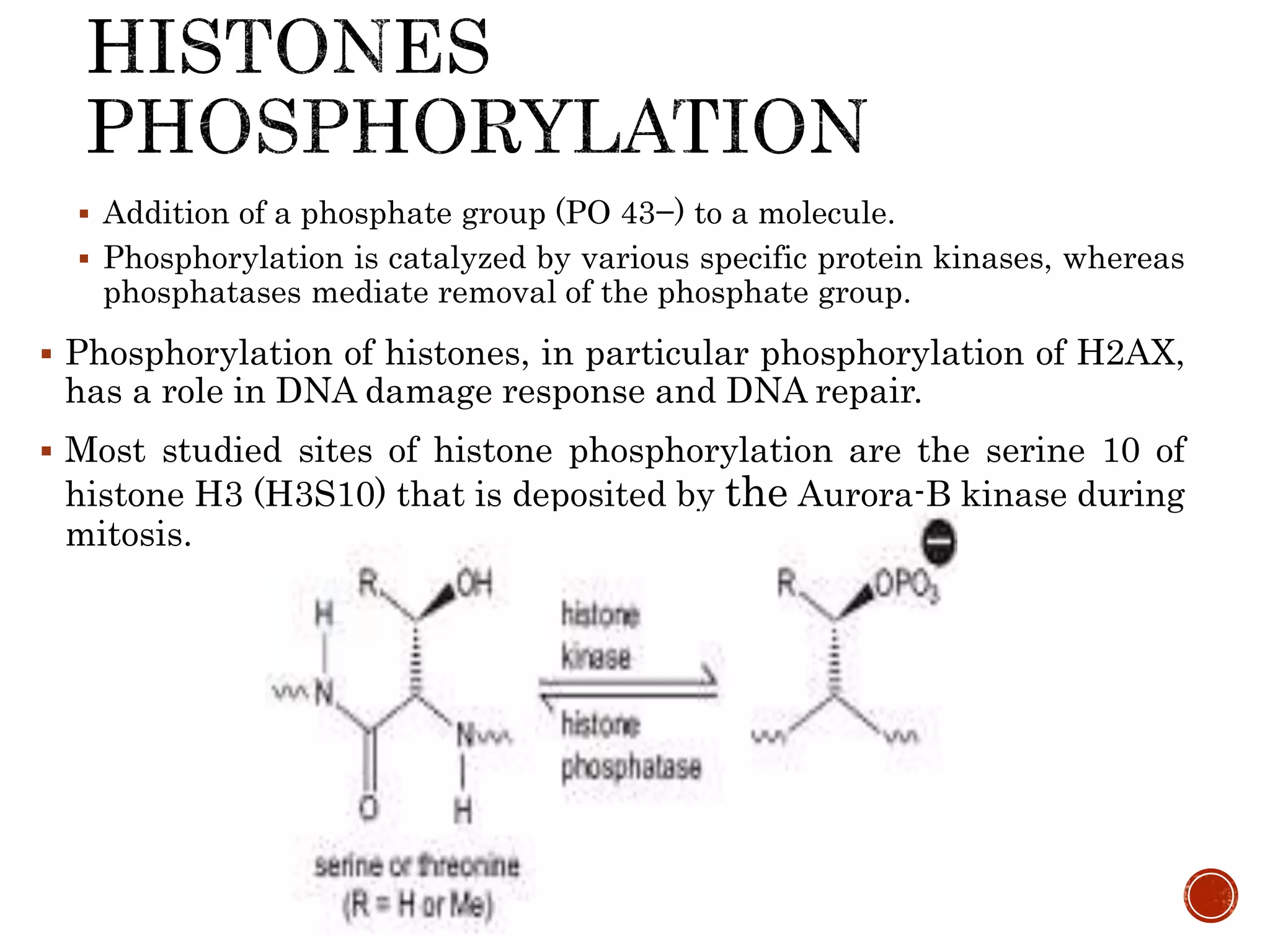Dna binding proteins | PPTX