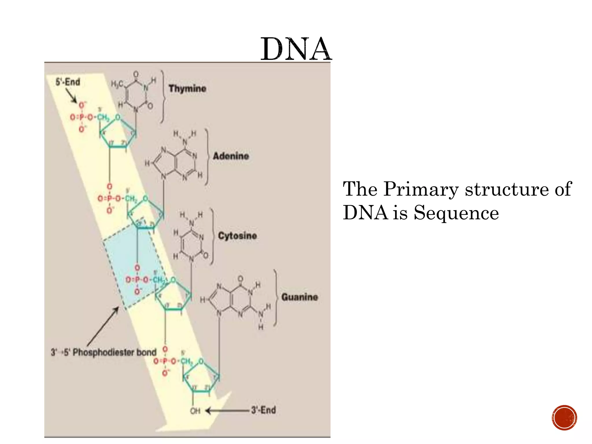 Dna binding proteins | PPTX