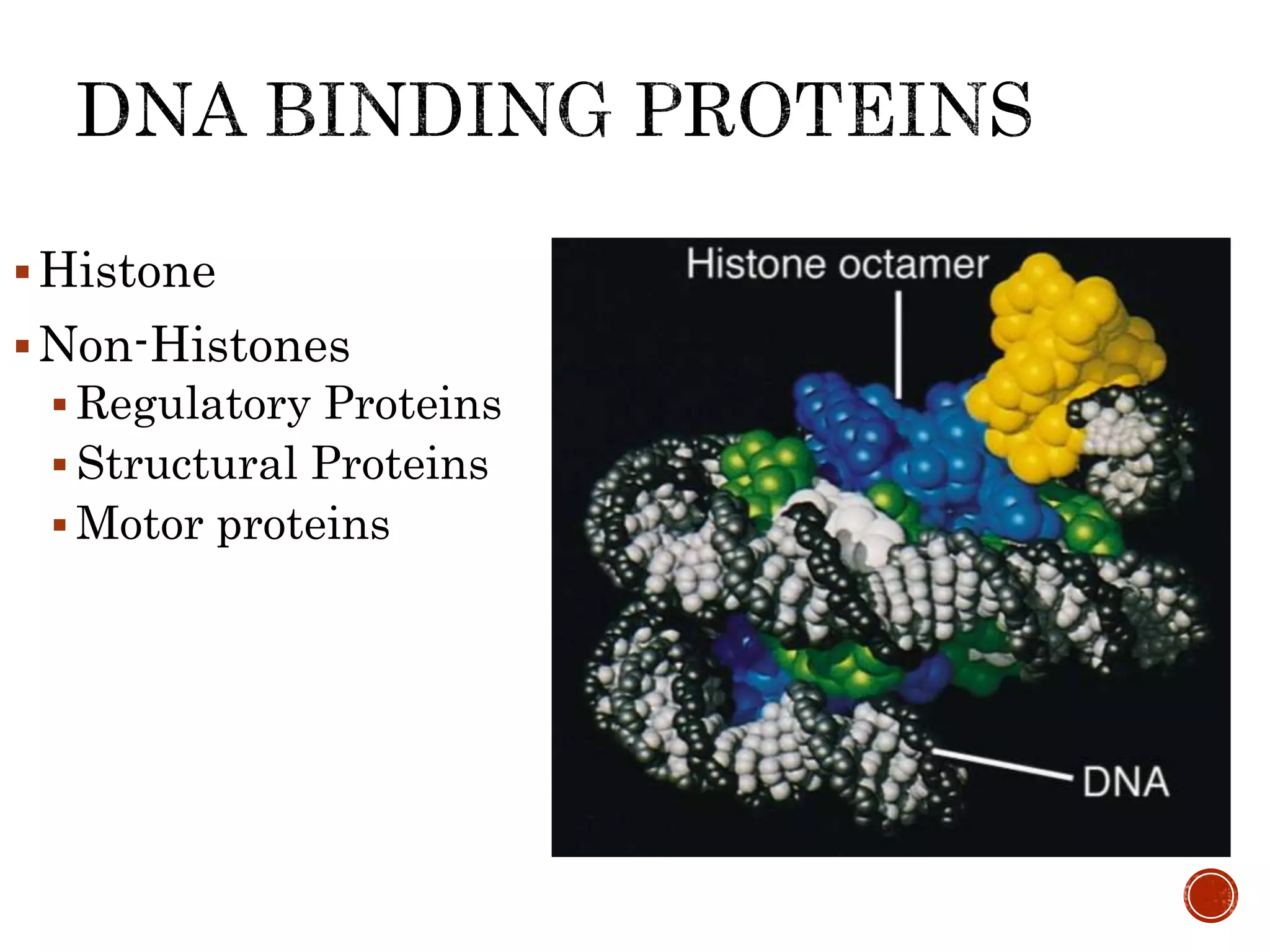 Dna binding proteins | PPTX