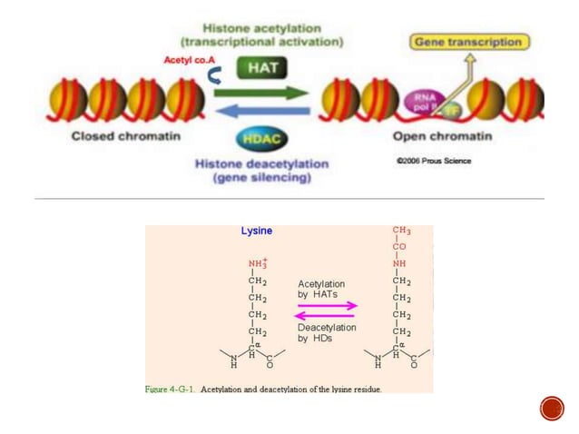 Dna binding proteins | PPT
