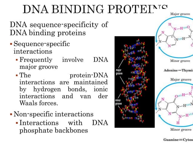 Dna binding proteins | PPTX | Chemistry | Science