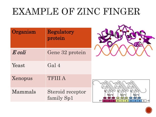 Dna binding proteins | PPT