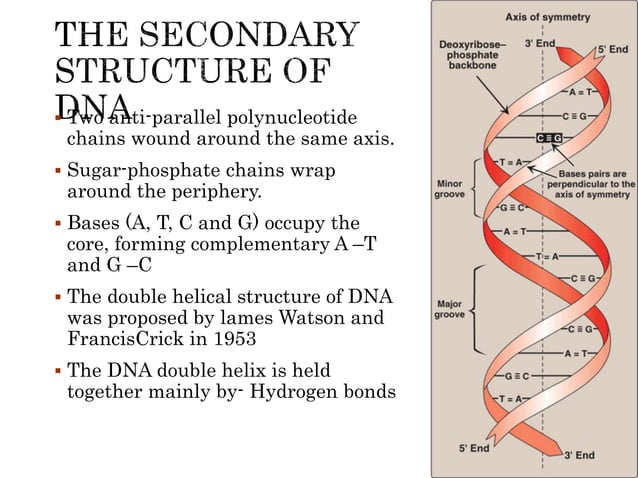 Dna binding proteins | PPT
