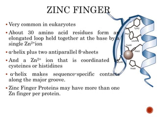 Zinc Finger Dna Binding