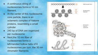 Dna & rna | PPT