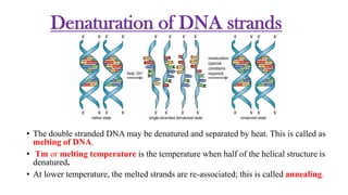 Dna chemistry structure,fuctions and its orgainization | PDF