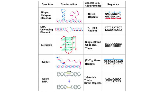 Dna chemistry structure,fuctions and its orgainization | PPT