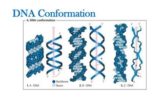 Dna chemistry structure,fuctions and its orgainization | PDF