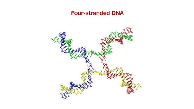 Dna chemistry structure,fuctions and its orgainization | PPT