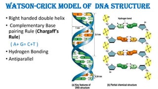 Dna chemistry structure,fuctions and its orgainization | PDF