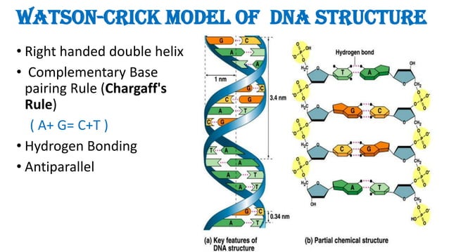 Dna chemistry structure,fuctions and its orgainization | PPT