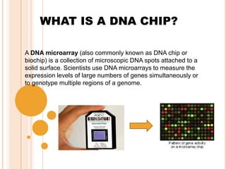Dna chip | PPTX