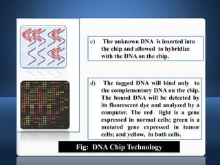 Dna chips | PPTX