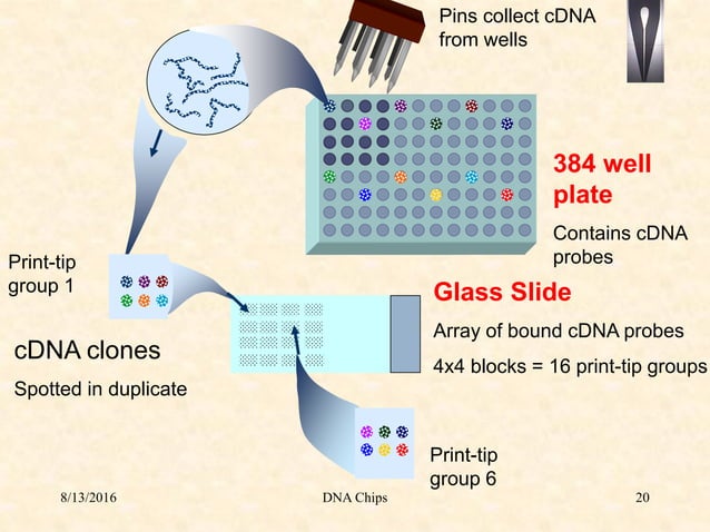 Dna chips technology and utility.dr.yanal alkuddsi | PDF