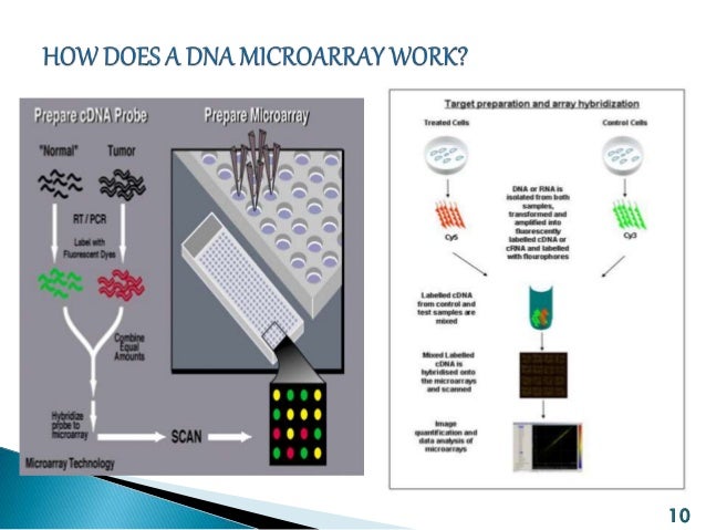Dna chips and microarrays
