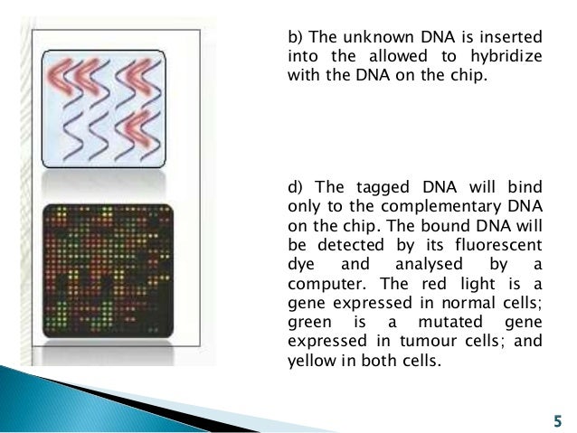Dna chips and microarrays