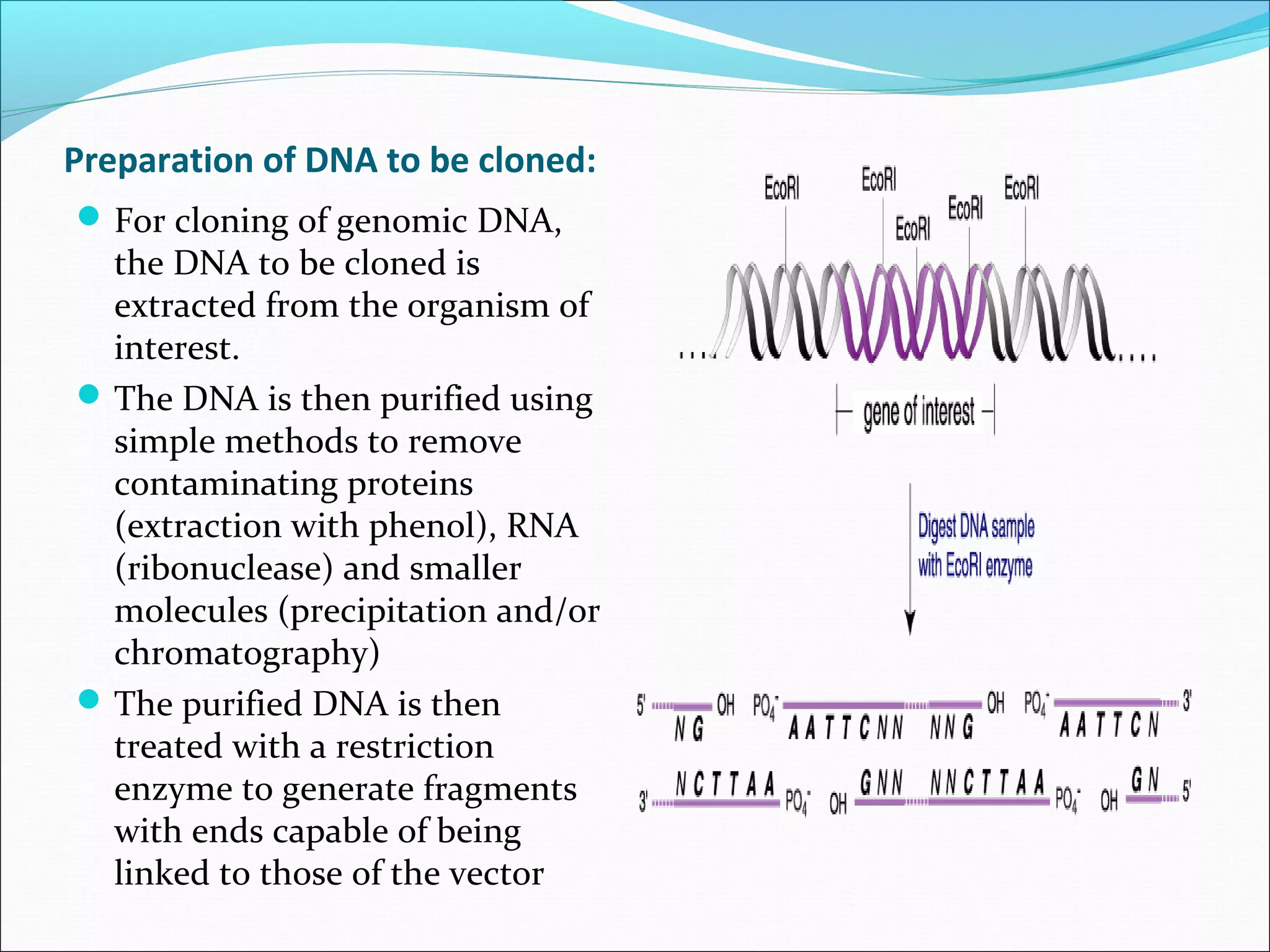 Dna cloning | PPT