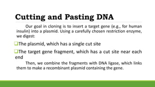 DNA CLONING .pptx