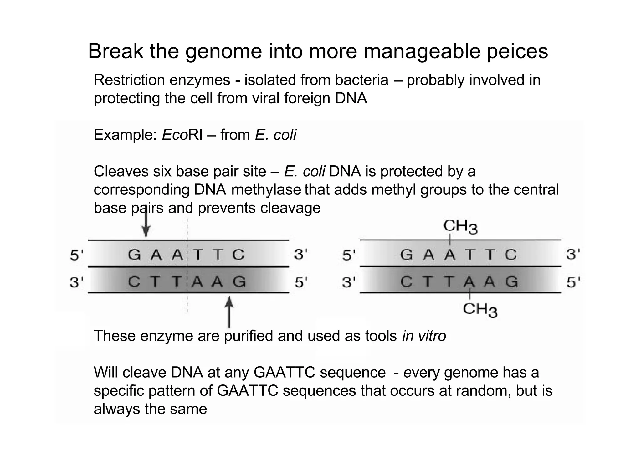 dna cloning.pdf