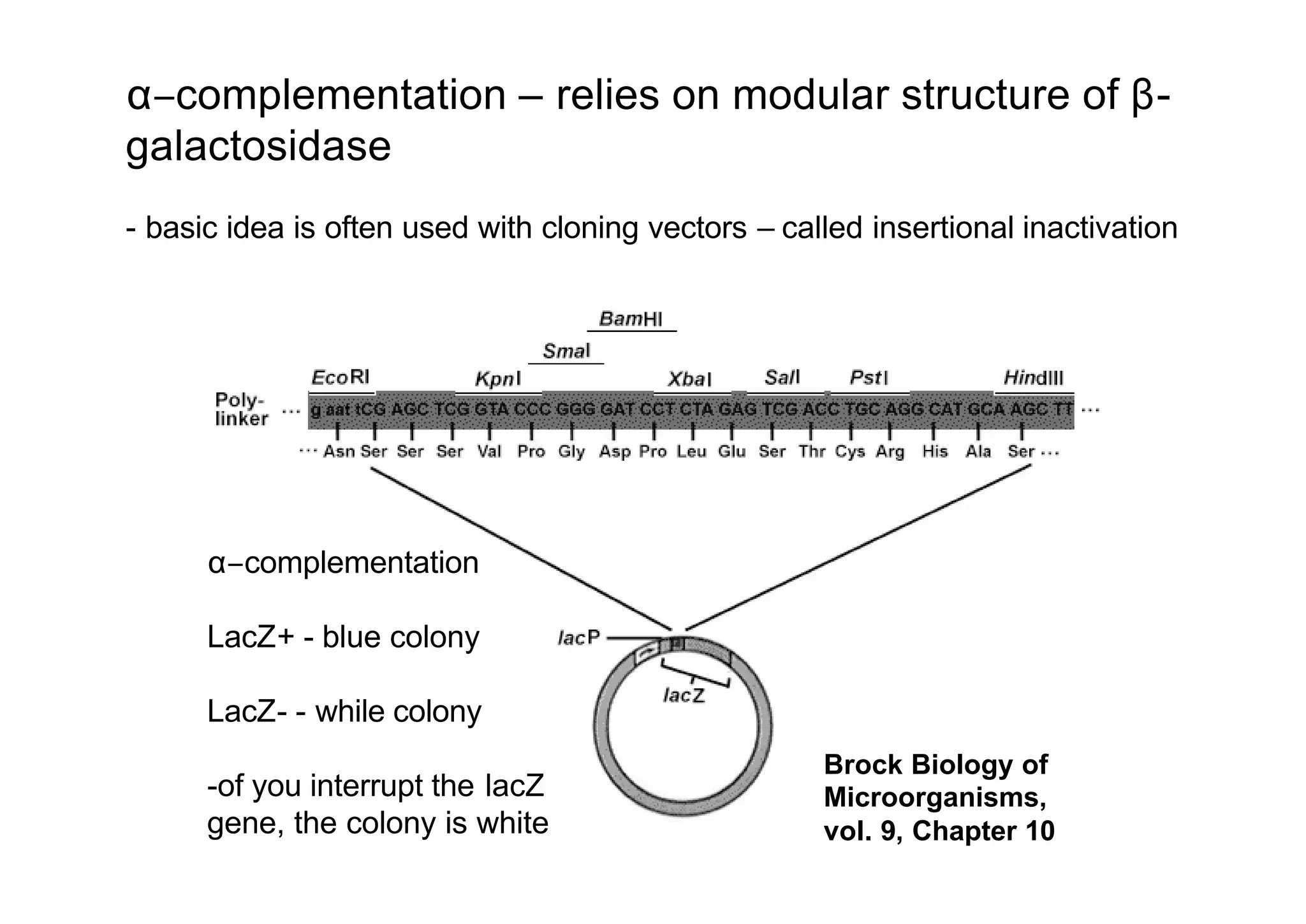 dna cloning.pdf
