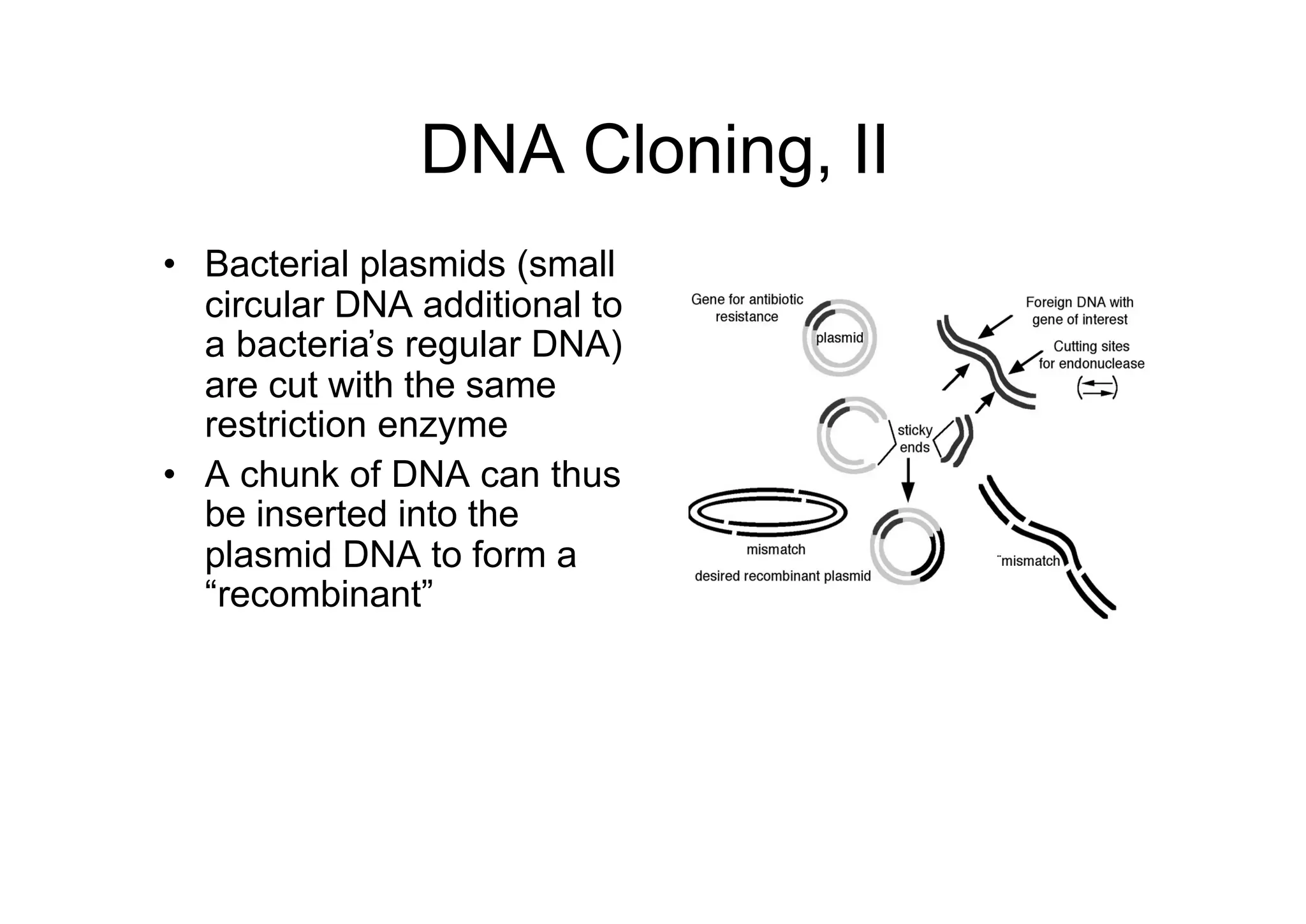 dna cloning.pdf