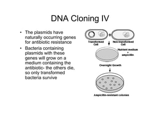 dna cloning.pdf