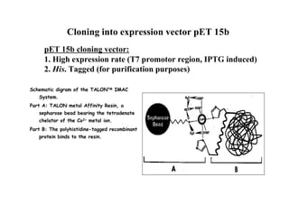 dna cloning.pdf
