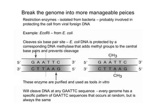 dna cloning.pdf