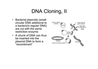 dna cloning.pdf