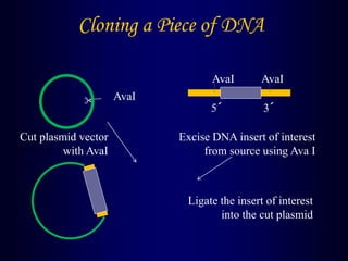 DNA Cloning.ppt